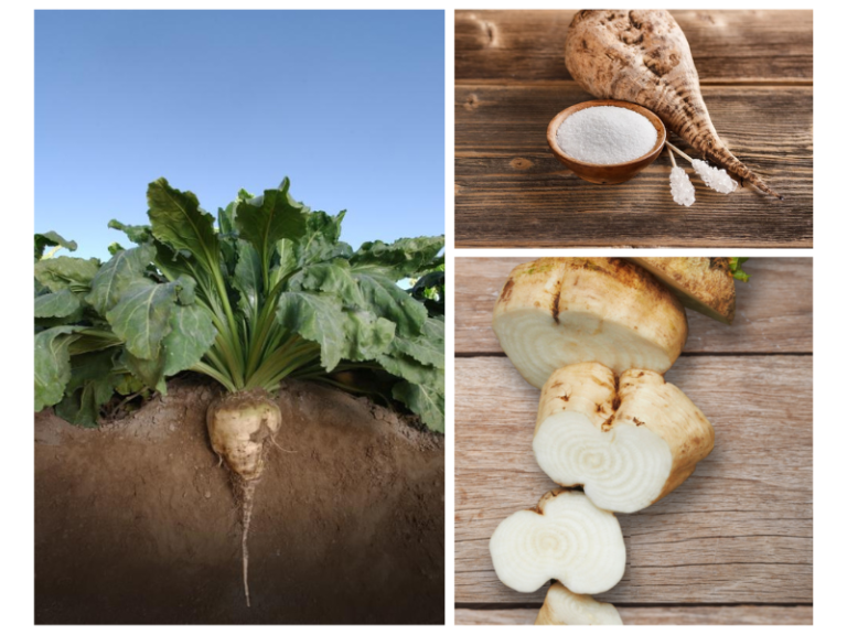 What is a Sugarbeet? – American Sugarbeet Growers Association